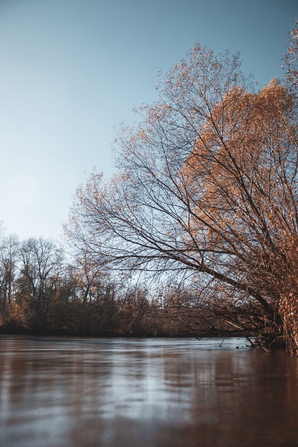 Tree hanging over river stock image. Image of blue, forest - 212355217