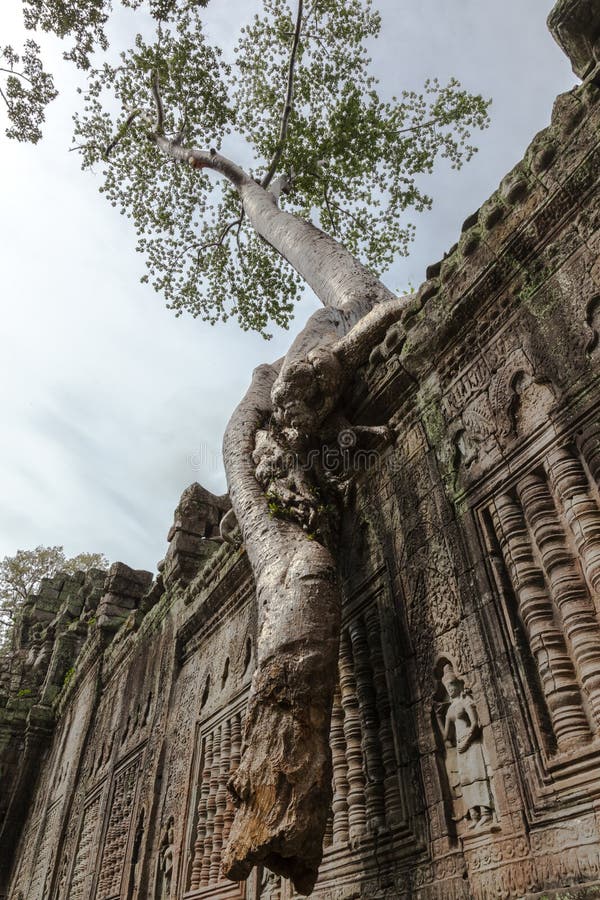 Tree hanging over a wall stock image. Image of natural - 143461615
