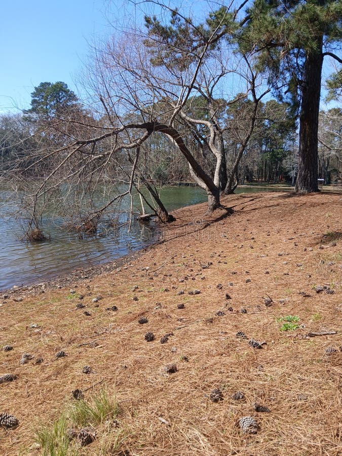 Tree hanging over water stock image. Image of water - 364266863