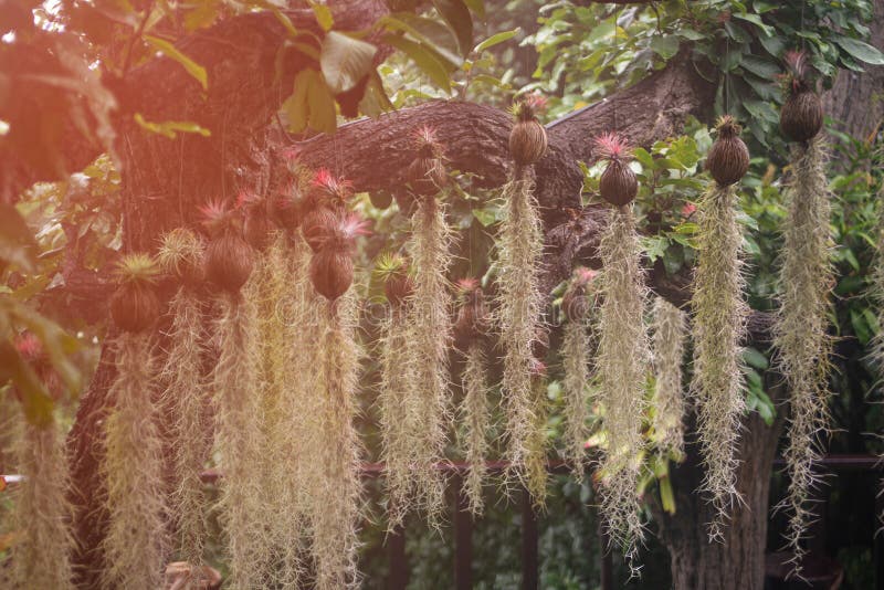 Tree with Hanging Roots Decorations in the Park. Stock Image - Image of ...