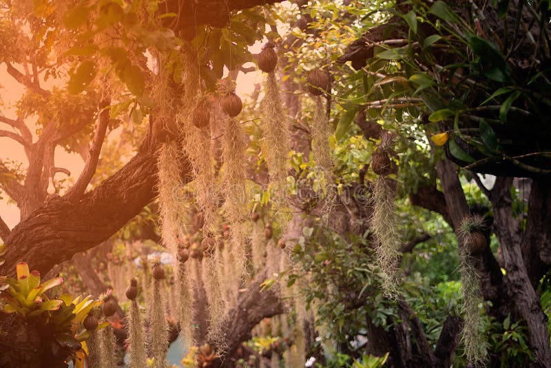 Tree with Hanging Roots Decorations in the Park. Stock Photo - Image of ...