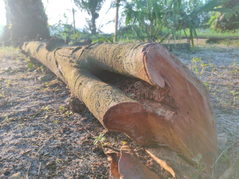 A Tree that Has Been Cut Down and Left in an Open Area Stock Image ...
