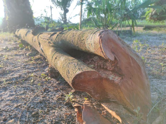 A Tree that Has Been Cut Down and Left in an Open Area Stock Image ...