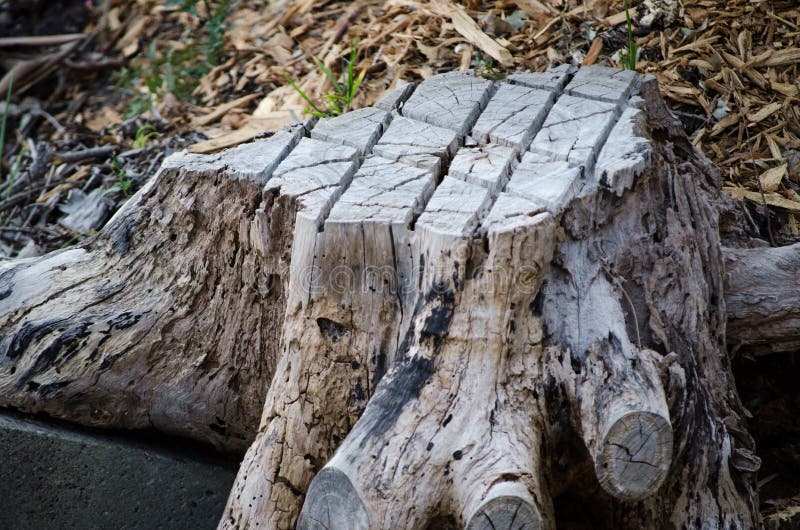 Tree Has Been Cut and Felled, the Stump is Remaining Portion of the ...