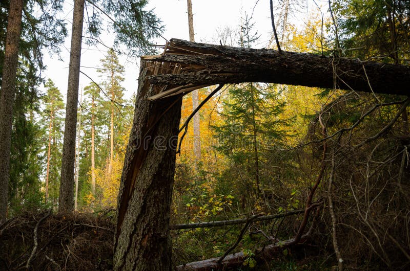 A Tree Has Broken in the Forest, Many Fallen Trees Stock Photo - Image ...
