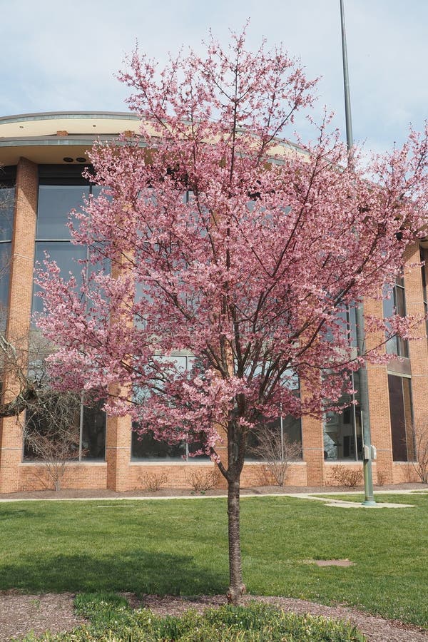 The Tree S Leaves Have Changed Color before Spring Officially Startred ...