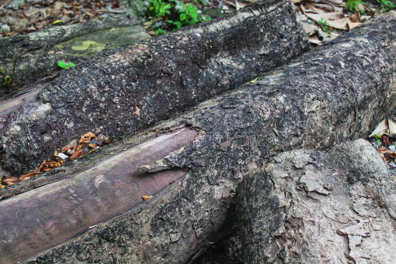 A Tree that Has Fallen Down when it Rains Stock Image - Image of flower ...