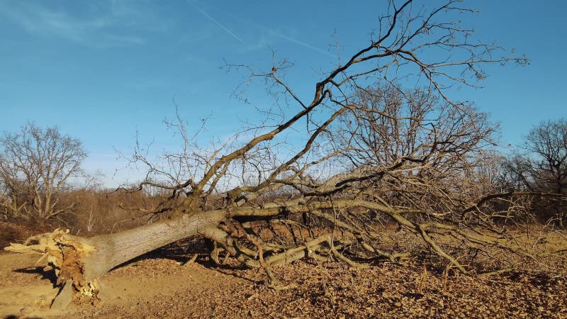 A Tree Has Fallen in a Field at the Edge of the Forest. the Tree Has ...