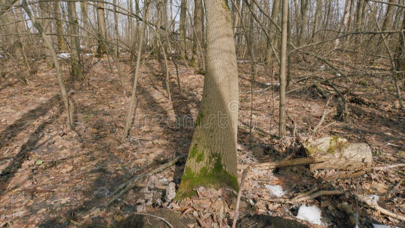 Old Dried Tree Rebirth Against Blue Sky of a Spring Day. Brown Dry Tree ...