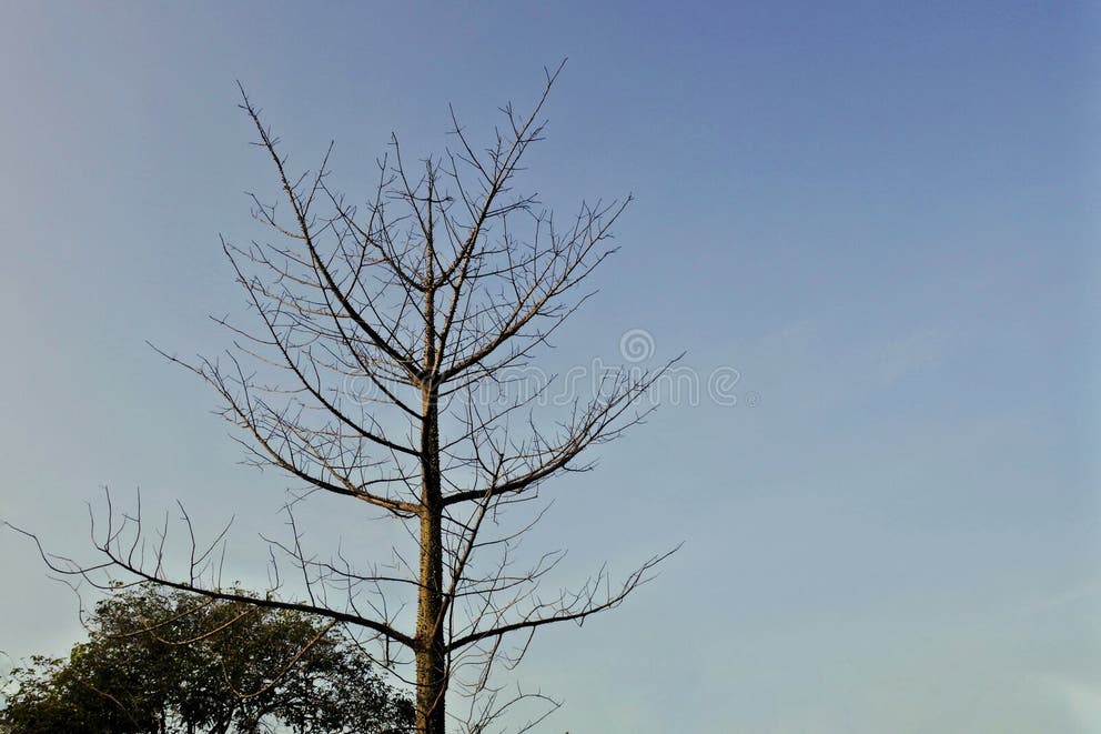 The tree that has fallen stock photo. Image of fallen - 365699084