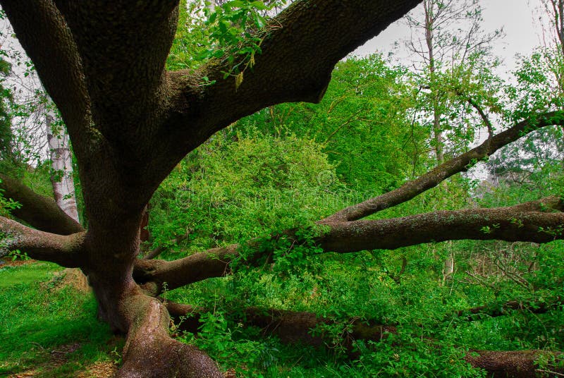 A Tree that Has Fallen Over in a Park Stock Photo - Image of nature ...