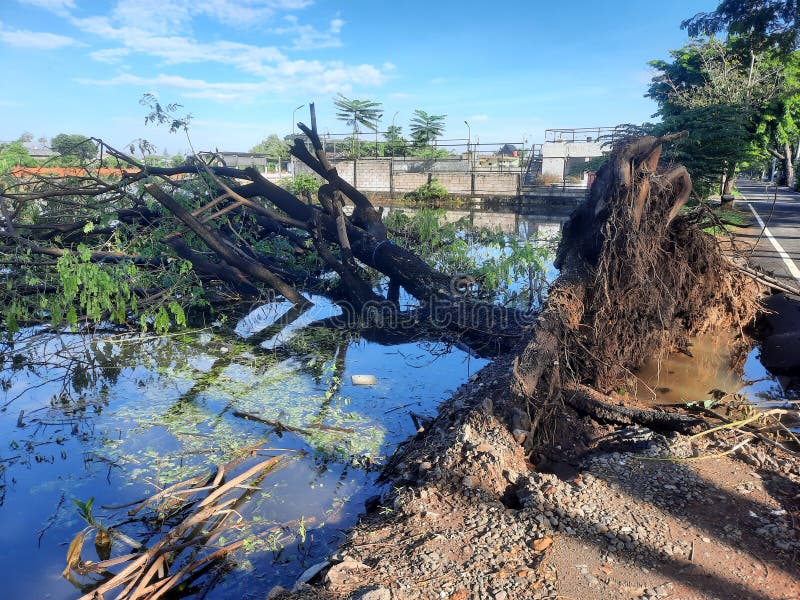A Tree that Has Fallen Over in a Puddle. Stock Image - Image of asia ...