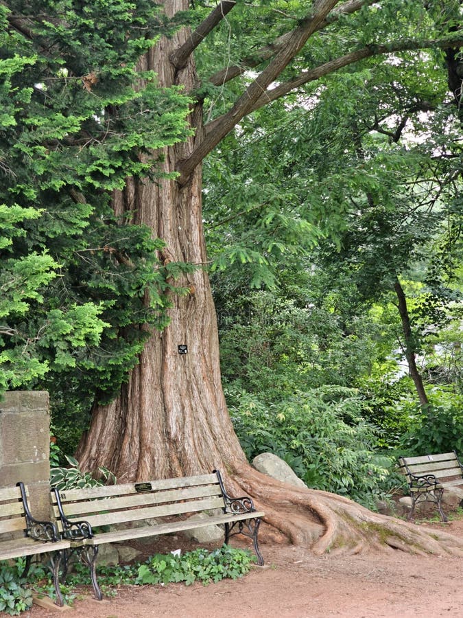 The Tree Has Giant and Long Roots it Came Up Outside Stock Photo ...