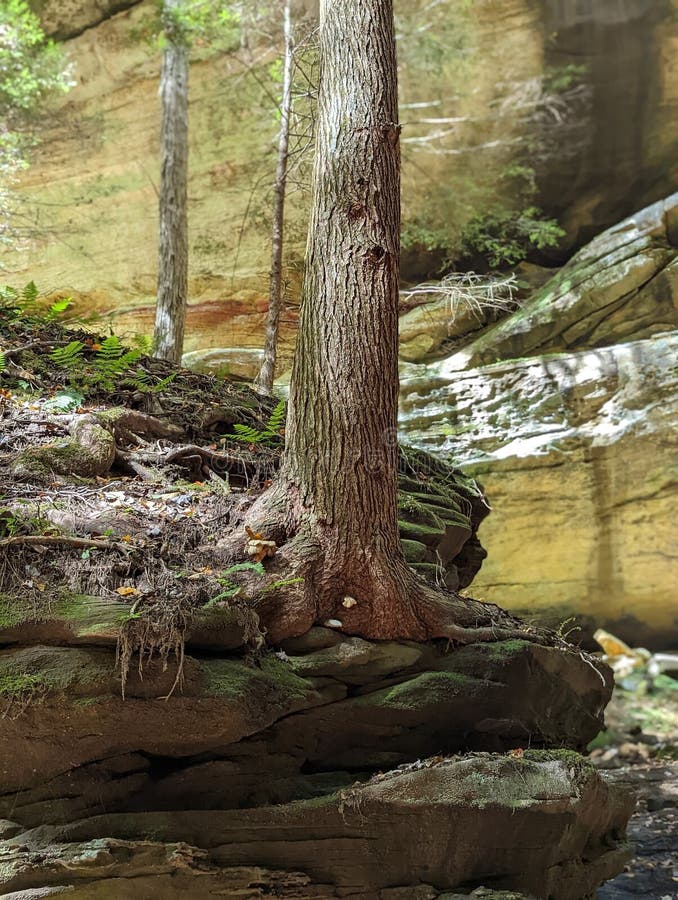 Tree Growing Out of Rock Formation Stock Image - Image of plant, root ...