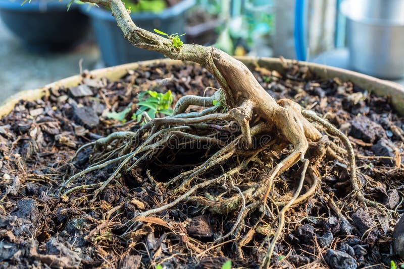 The Tree Has Half Dead Roots but is Still Alive Stock Photo - Image of ...
