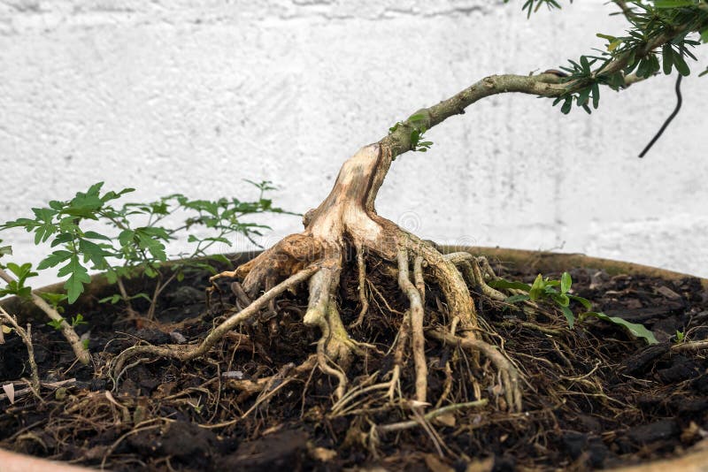 The Tree Has Half Dead Roots but is Still Alive Stock Photo - Image of ...