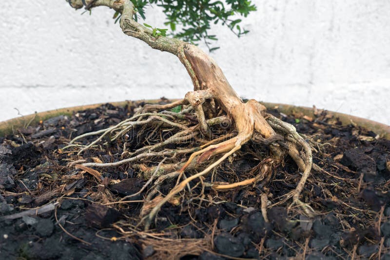The Tree Has Half Dead Roots but is Still Alive Stock Image - Image of ...