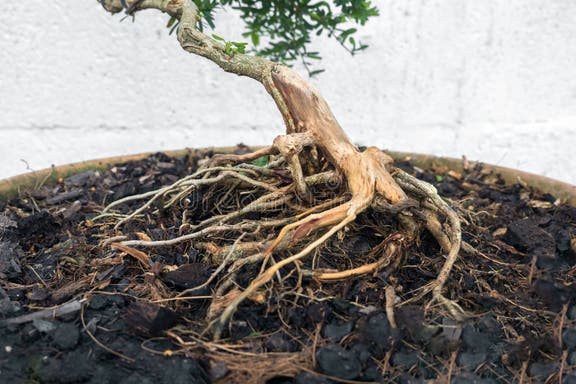 The Tree Has Half Dead Roots but is Still Alive Stock Image - Image of ...