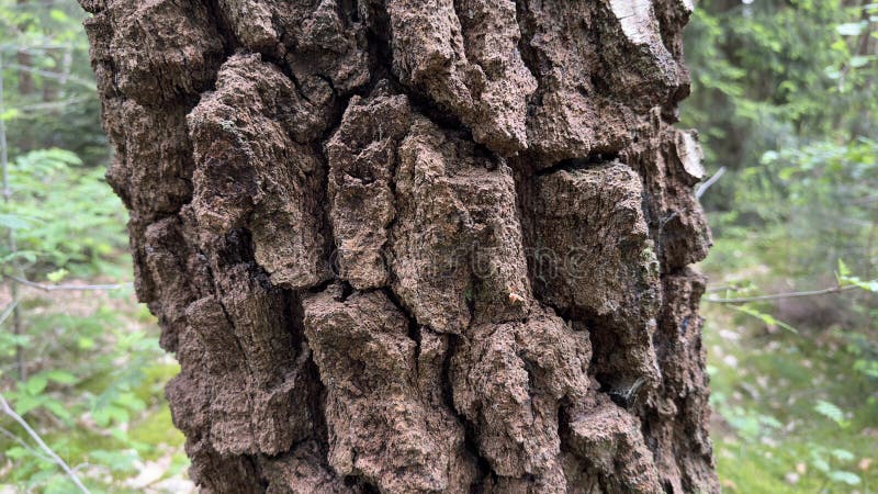 Tree Bark Looking Like the Skin of an Ancient Dinosaur Stock Photo ...