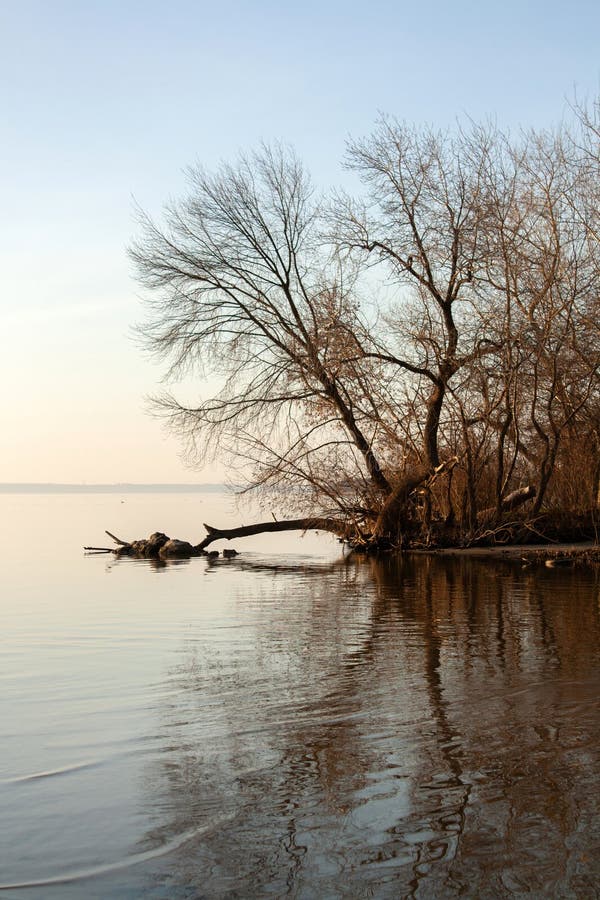 A Tree that Has Lost Its Branches in the Water Stock Photo - Image of ...
