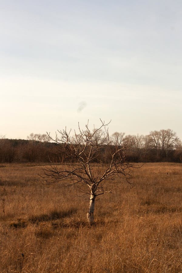 A Tree that Has Lost Its Branches in the Water Stock Image - Image of ...