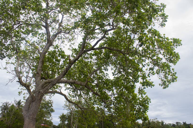 A tree with many branches stock photo. Image of colored - 222997896