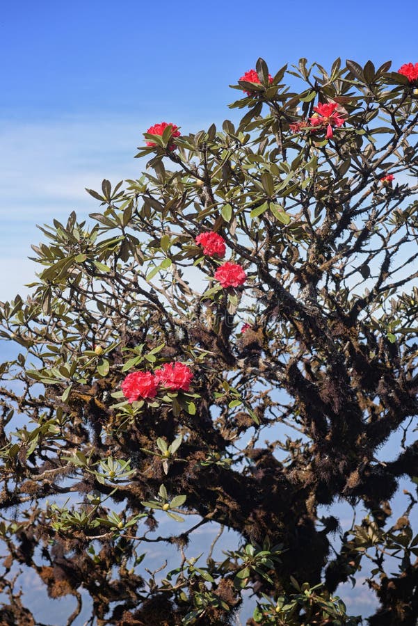 The Tree Has Red Flowers on the Mountain. Stock Photo - Image of ...