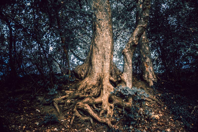 A Tree that Has Roots Which Resemble a Human Face or Figure Stock Photo ...