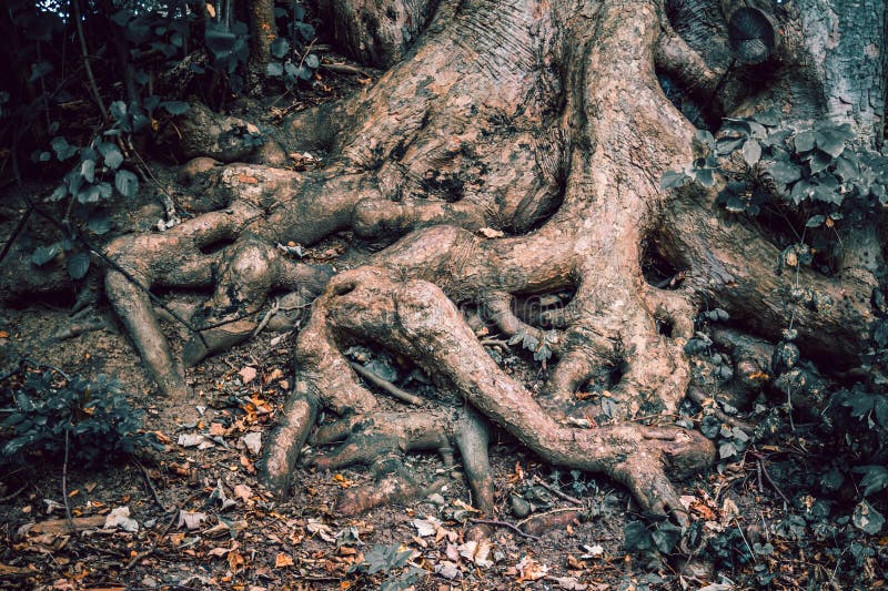 A Tree that Has Roots Which Resemble a Human Face or Figure Stock Photo ...