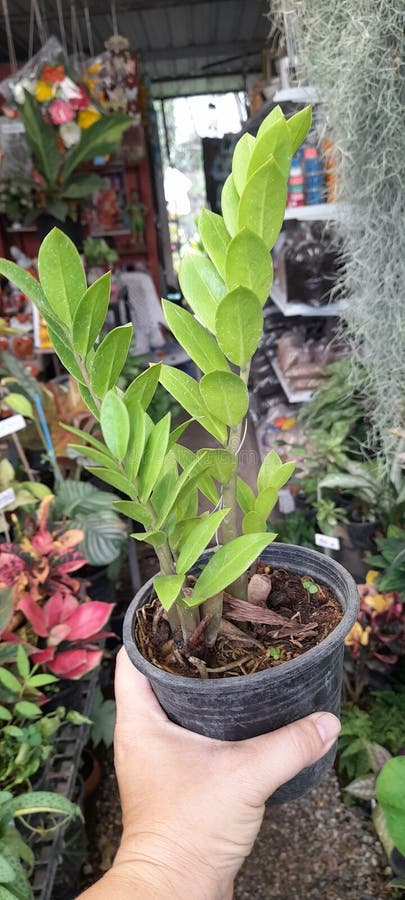 The Tree Has Slender Leaves. Long Stalks are Green, Looking Fresh Stock ...