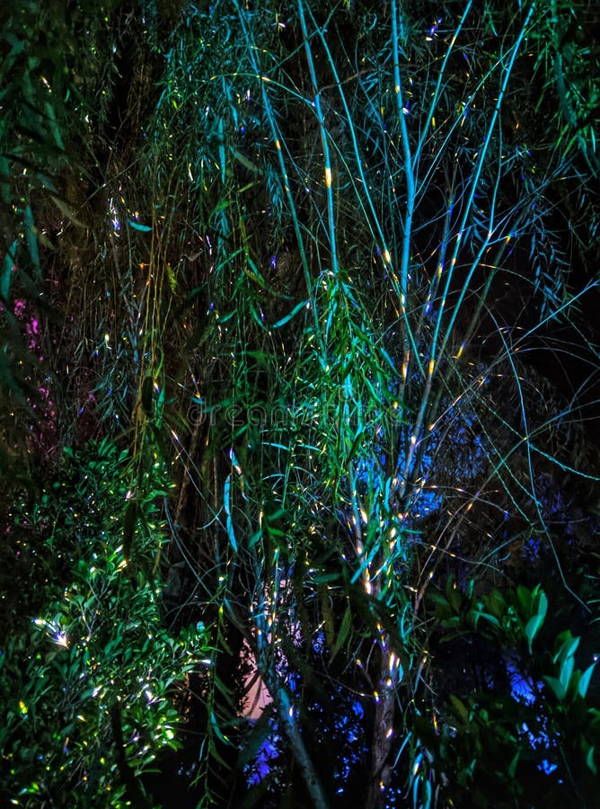 A Tree that Has Some Lights on it, Beautiful Picture of Garden and ...
