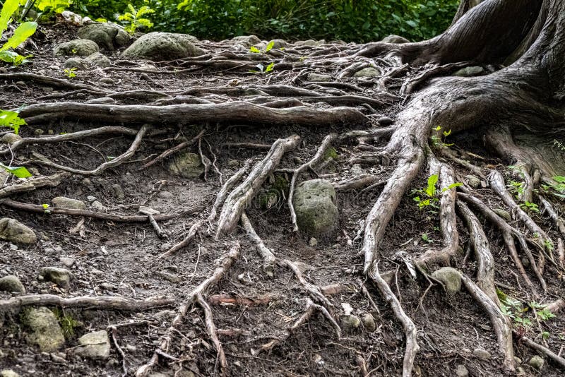 The Tree Has Spread Its Roots-veins on the Ground Stock Photo - Image ...