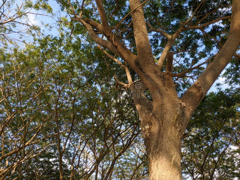 The Tree Has a Strong Trunk and Numerous Twigs and Branches. Stock ...