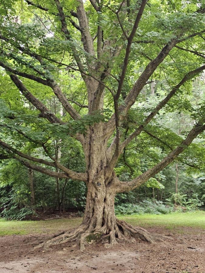 This Tree Has Ton of Arms and Pains Stock Image - Image of tree, pains ...