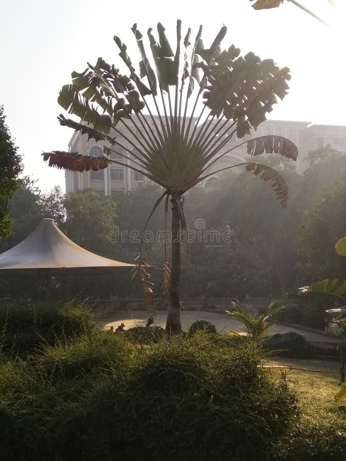 Unique tree stock photo. Image of alignment, unique - 138211030