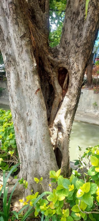 A Tree that Has Unique Roots is Artistic and Abstract. Stock Photo ...