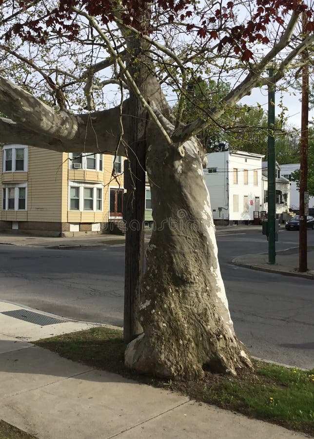 Tree in Albany, NY stock image. Image of tree, pole - 158737257