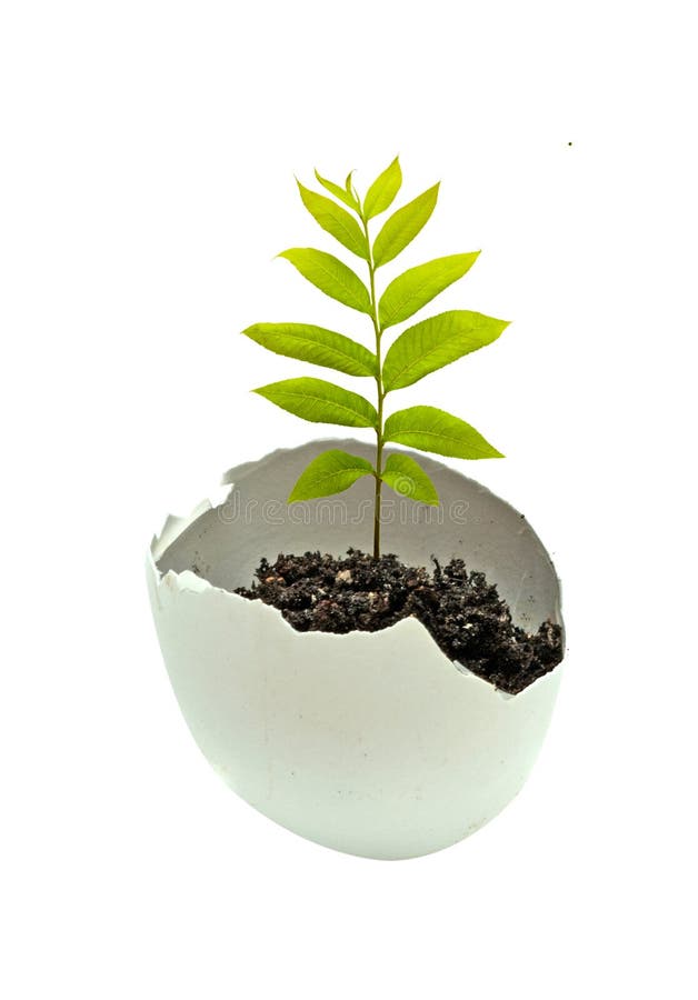7+ Plant hatching egg Free Stock Photos - StockFreeImages
