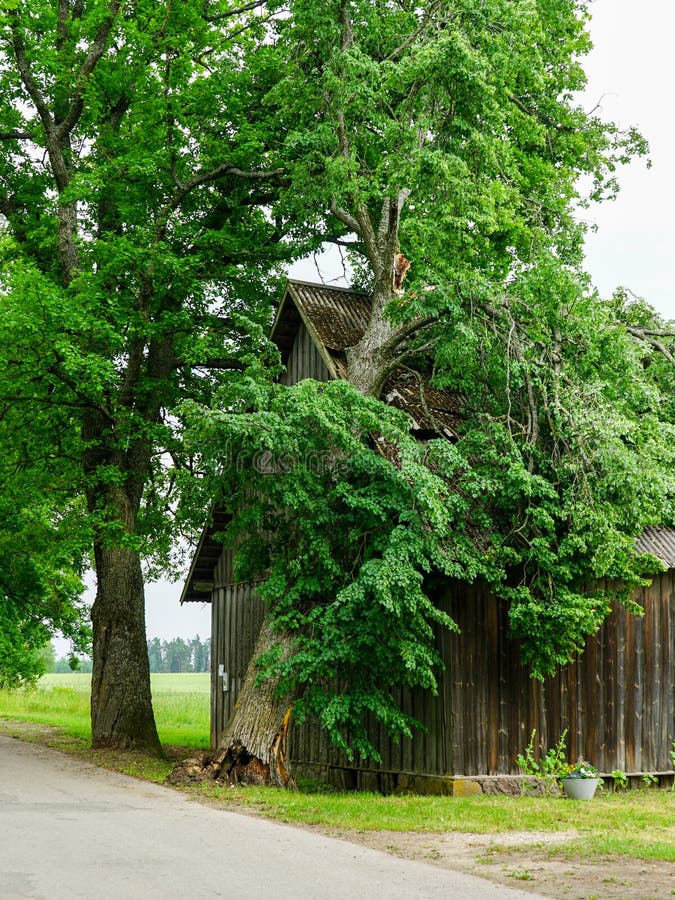 The Tree that Have Fallen on the Roof of the Barn after the Storm and ...