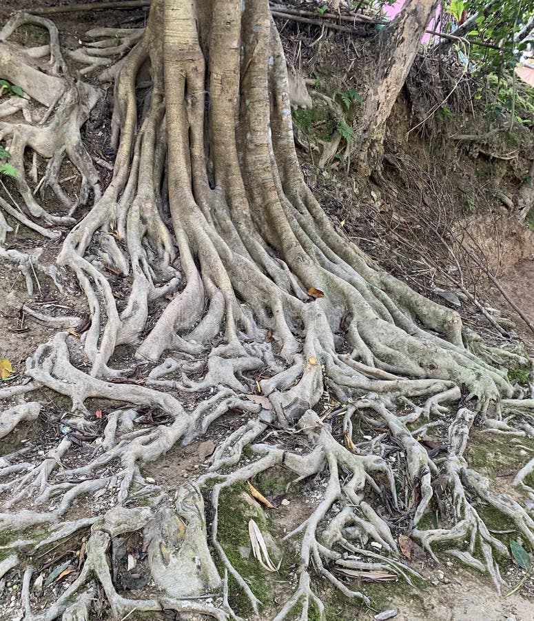Root of tree stock image. Image of long, tree, grow - 167796889