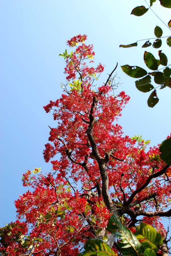 The Tree Have a Red Leaves with Blue Sky Stock Photo - Image of ...