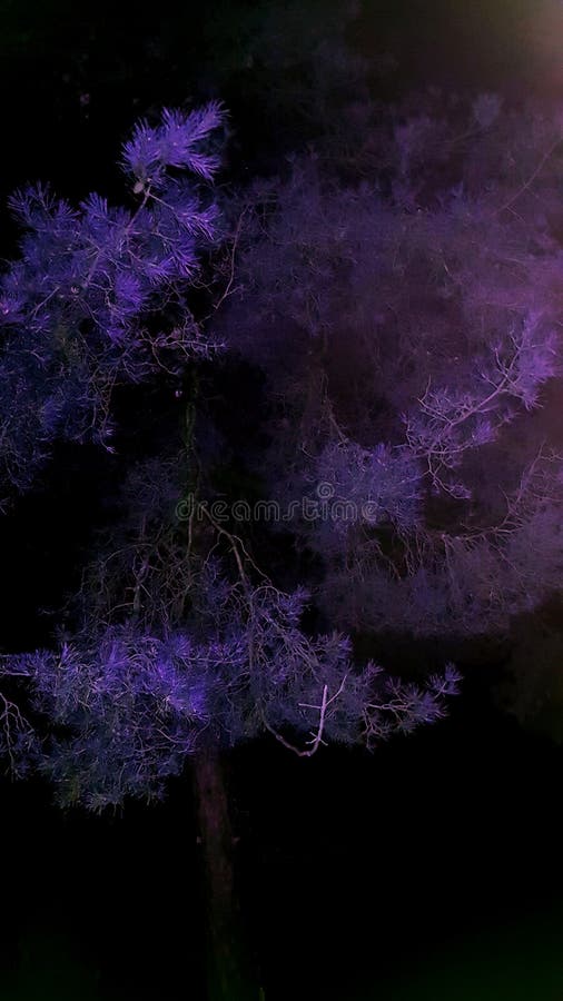 Old tree stock photo. Image of time, bare, moon, twisted - 103154388