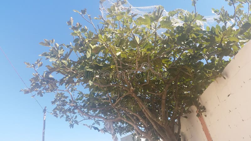 Tree stock image. Image of tangier, hawara, tree, house - 84227861