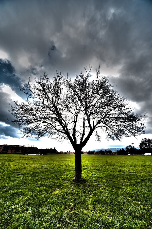 Tree hdr stock photo. Image of beautiful, sunrise, cloudy - 18283782