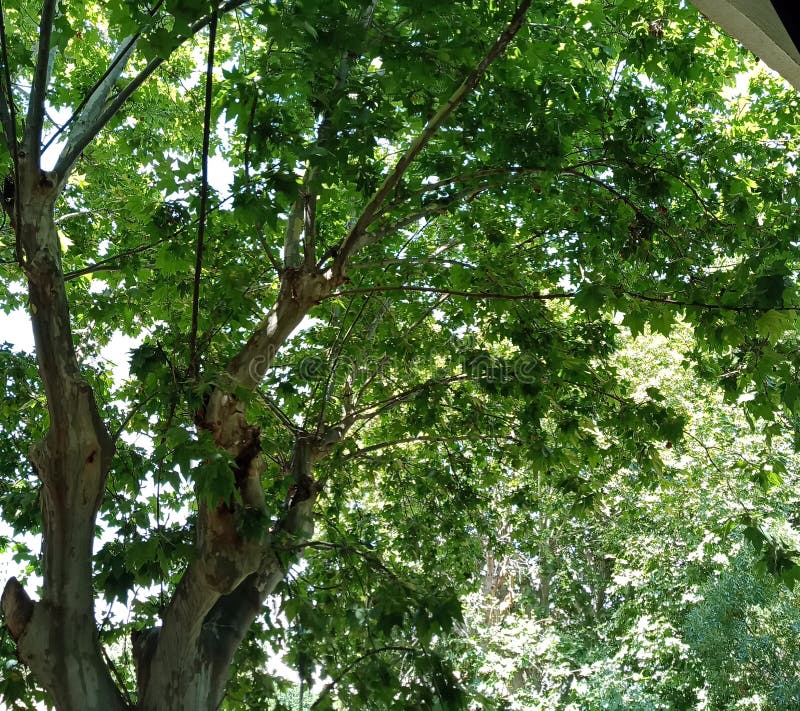 Tree stock image. Image of green, tree, health, help - 150831995