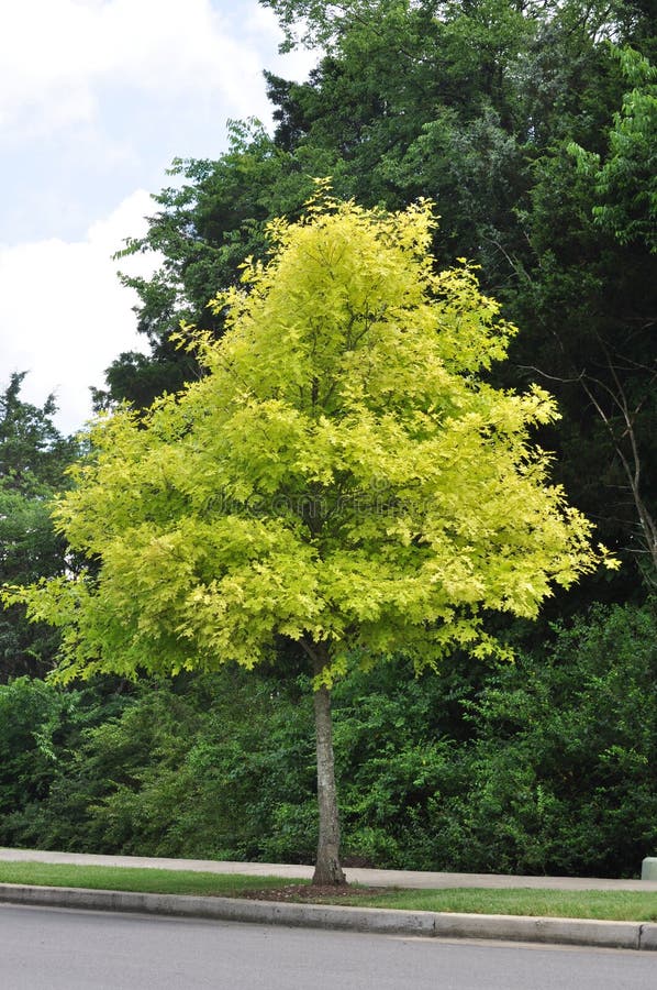 568 Chlorosis Photos - Free & Royalty-Free Stock Photos from Dreamstime