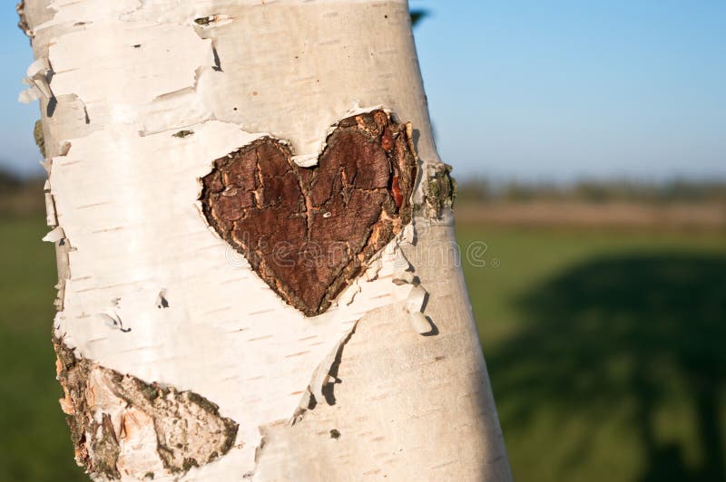 1,316 Birch Heart Stock Photos - Free & Royalty-Free Stock Photos from ...