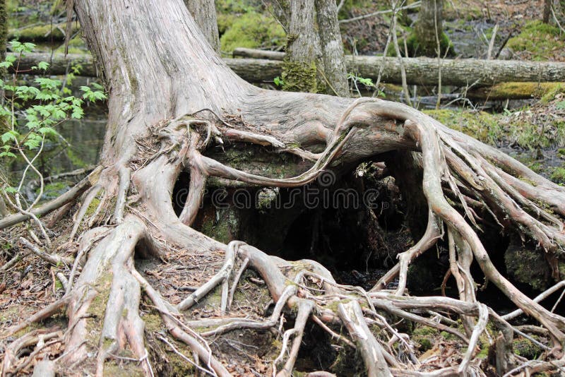 Heart Shaped root stock image. Image of permanent, giant - 7015387