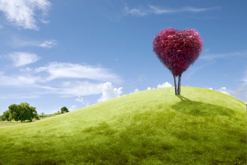 Tree with Heart Shape with a Red Leaf on the Field Stock Photo - Image ...