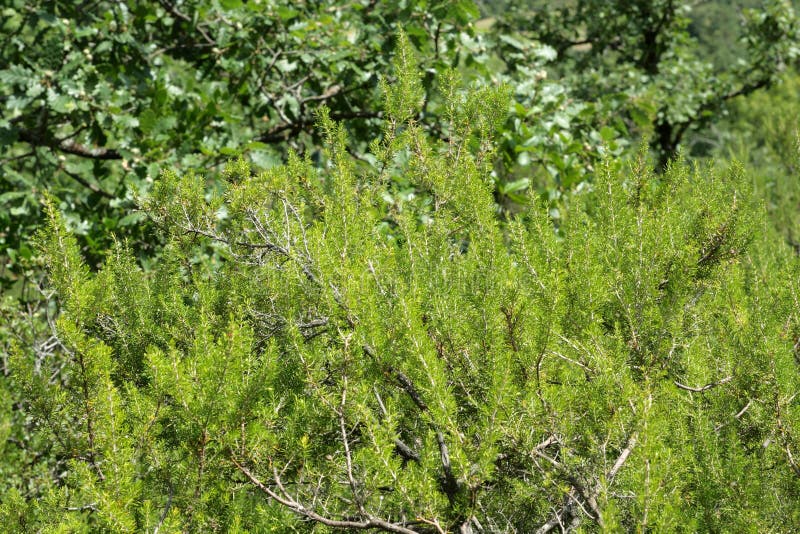 Tree heath stock image. Image of spring, branch, shrub - 88020353